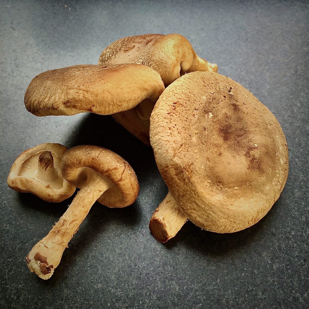 Le shiitake - Les conseils de Babsie